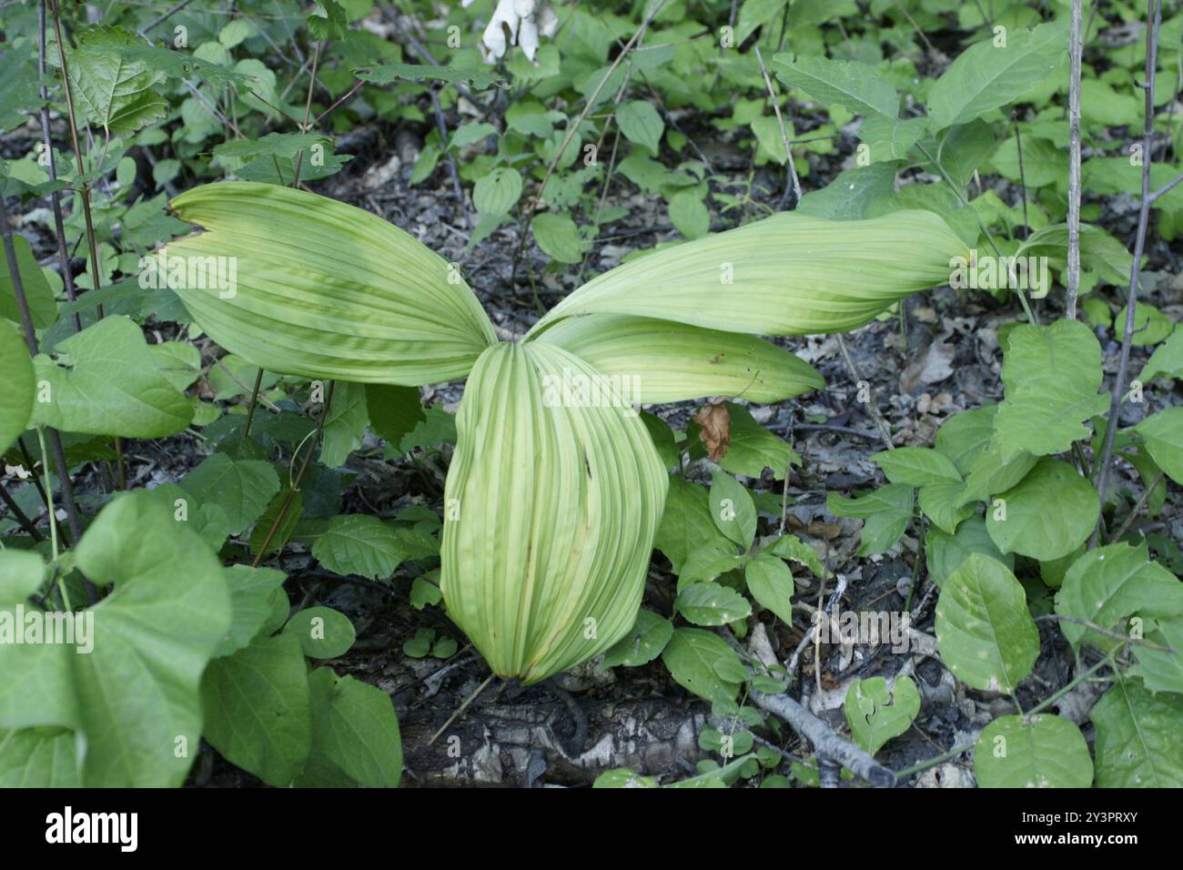 Black False-hellebore (Veratrum nigrum) Plantae Stock Photo - Alamy