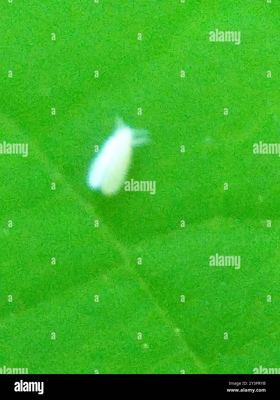 Whiteflies (Aleyrodidae) Insecta Stock Photo - Alamy