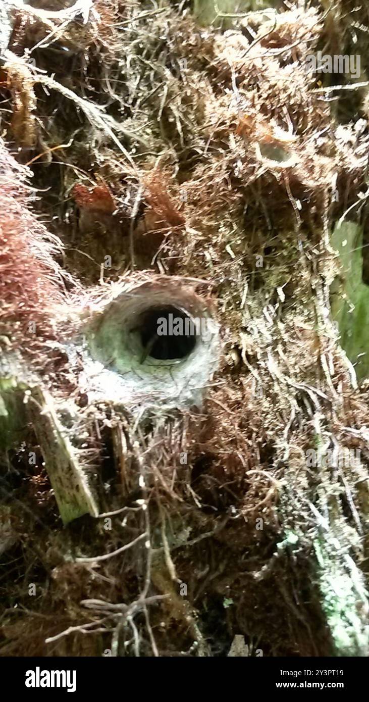 Mygalomorphs (Mygalomorphae) Arachnida Stock Photo - Alamy