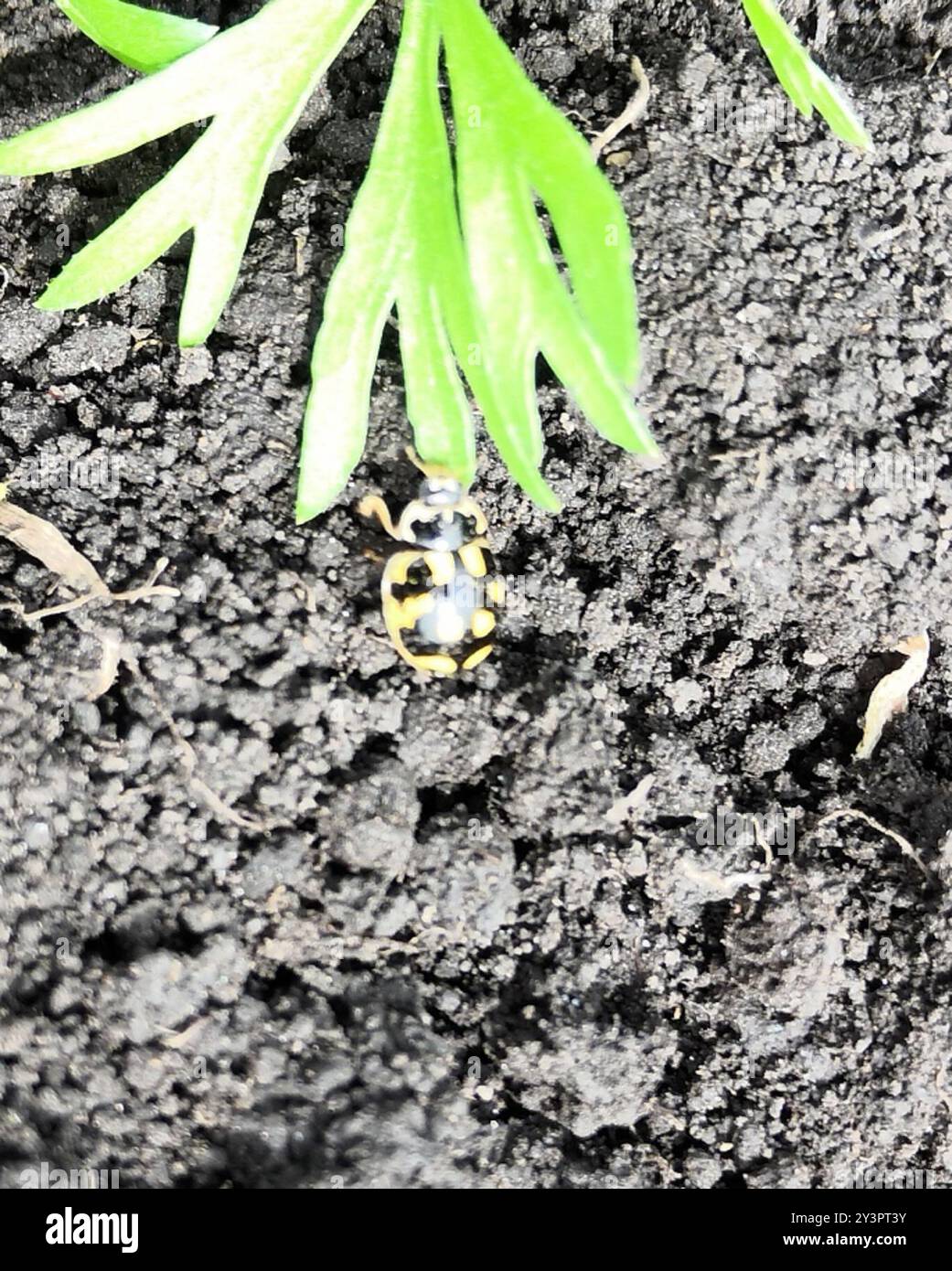 Fourteen-spotted Lady Beetle (Propylea quatuordecimpunctata) Insecta ...