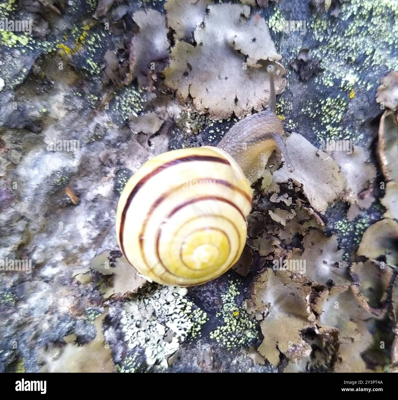 White-lipped Snail (Cepaea hortensis) Mollusca Stock Photo - Alamy