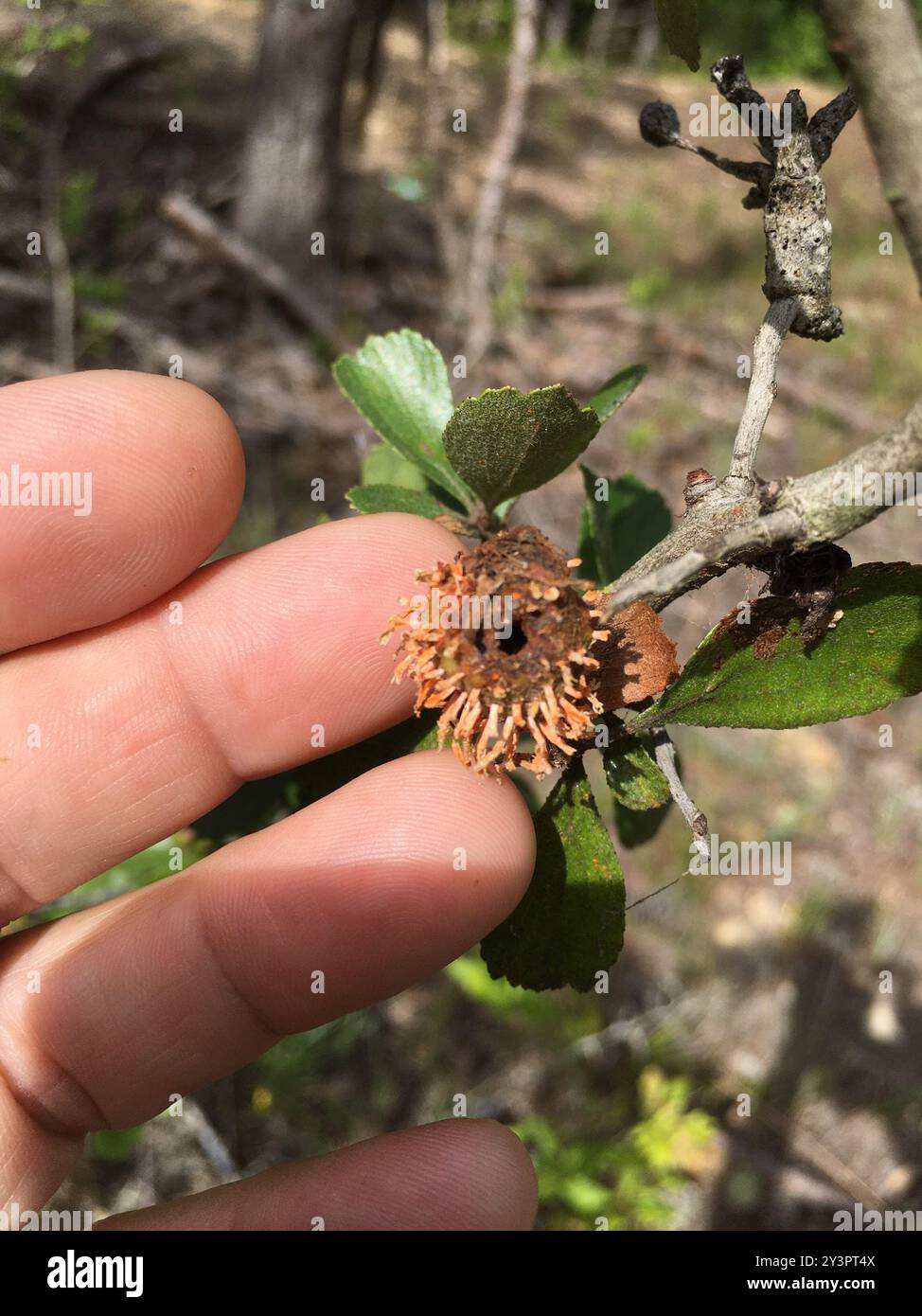 quince rust (Gymnosporangium clavipes) Fungi Stock Photo - Alamy