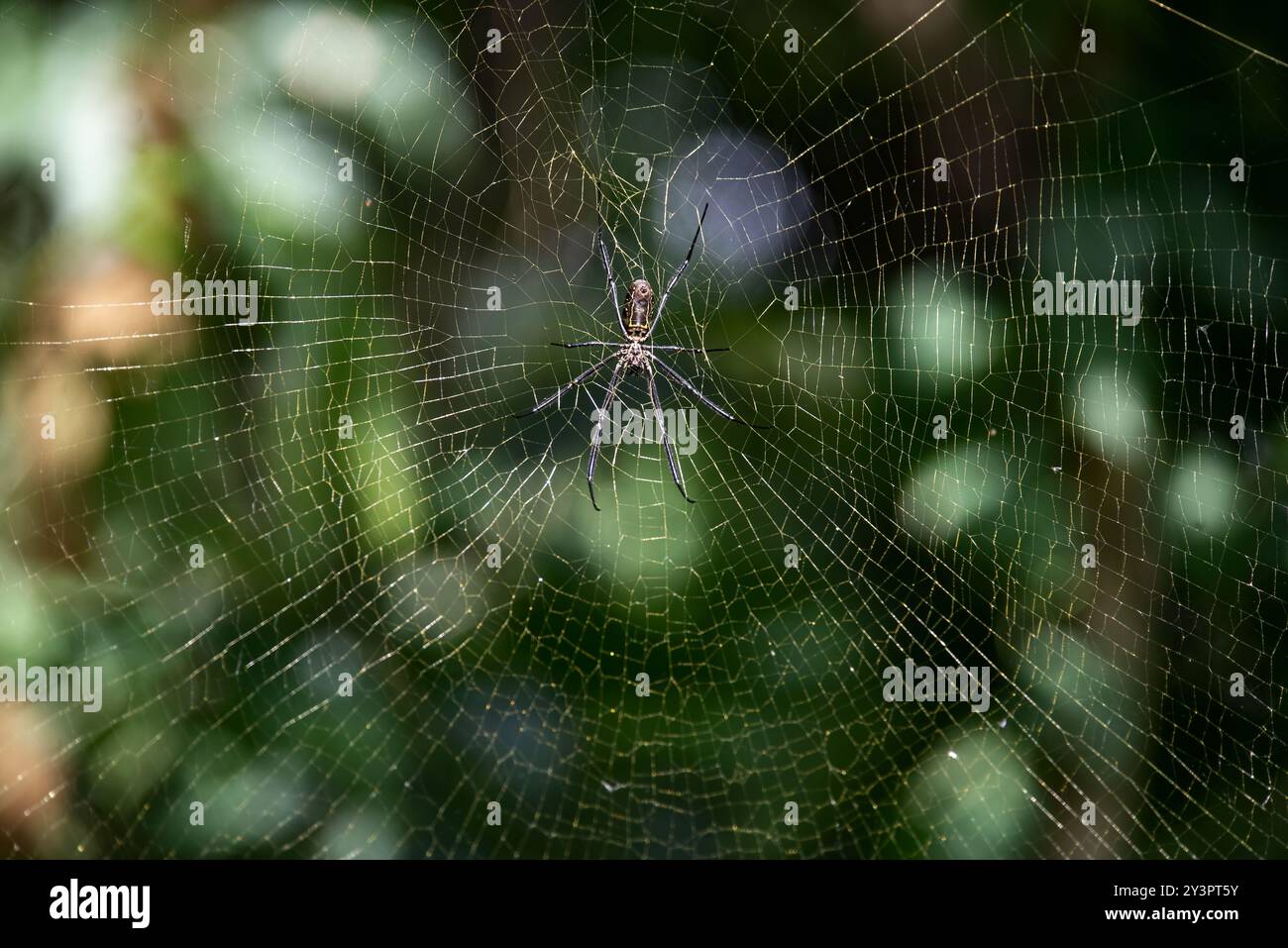 A spider and its web at Serenada Eco Resort Uganda Stock Photo - Alamy