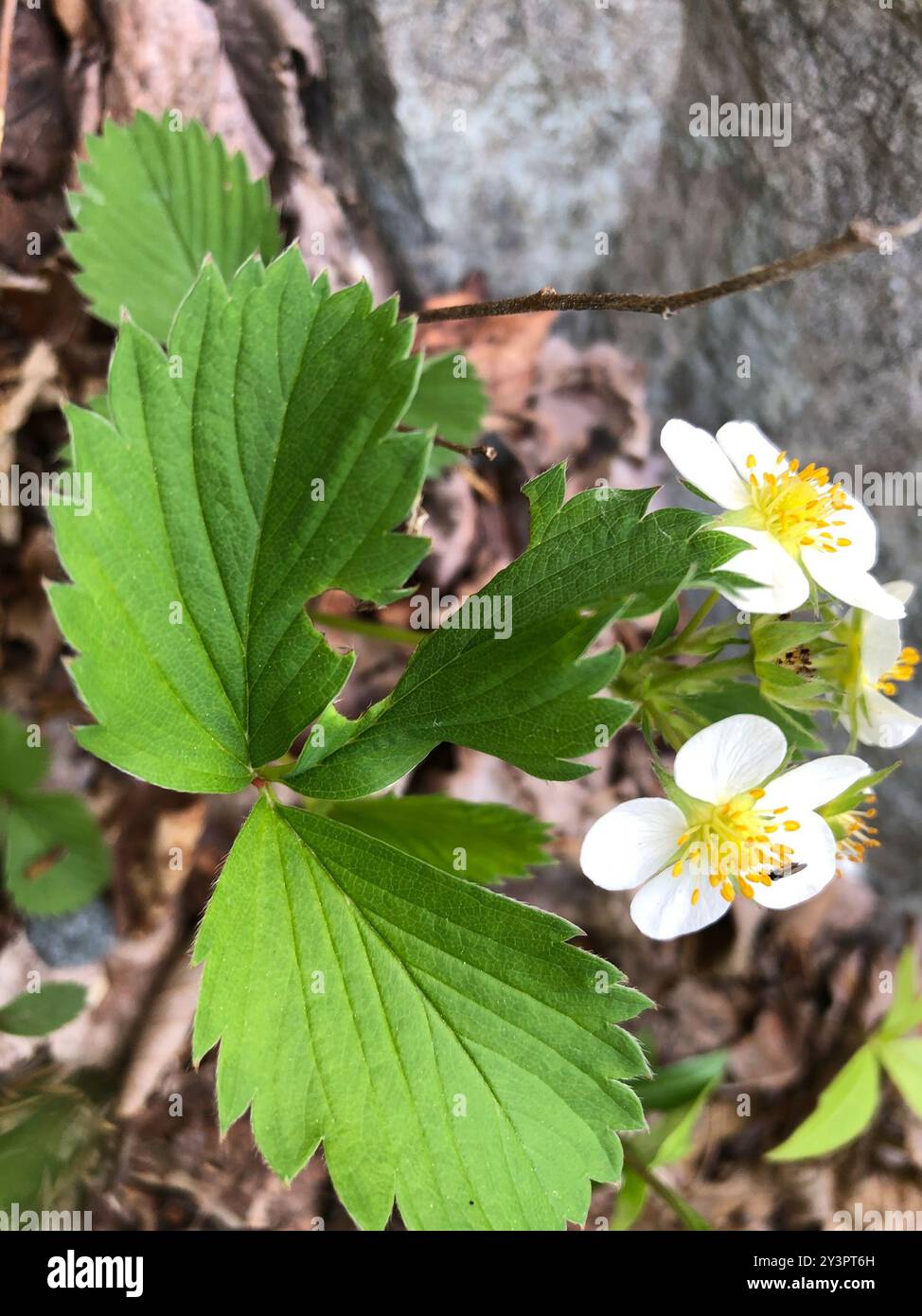Virginia strawberry (Fragaria virginiana) Plantae Stock Photo - Alamy