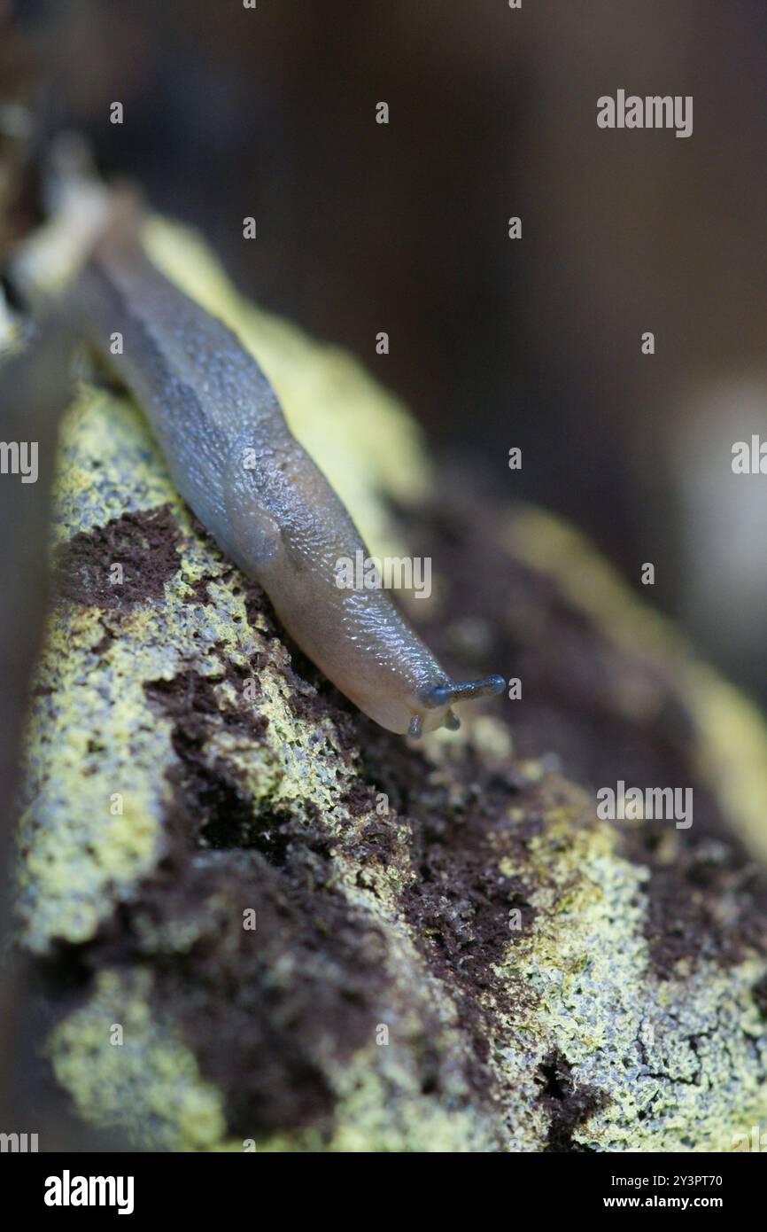 Tree slug (Lehmannia marginata) Mollusca Stock Photo - Alamy