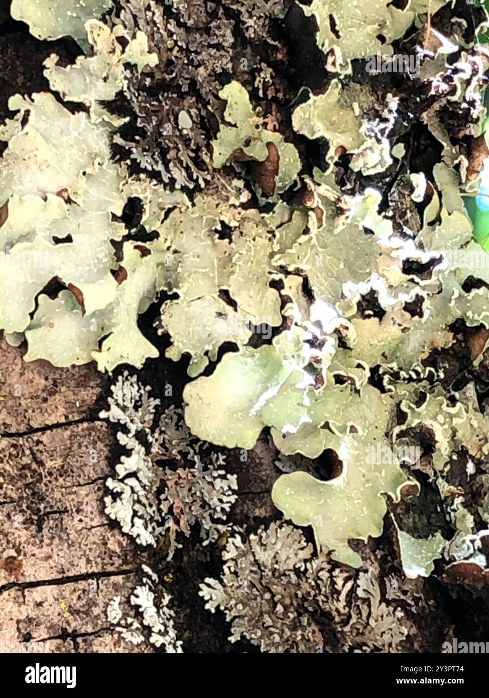 typical shield lichens (Parmelioideae) Fungi Stock Photo - Alamy