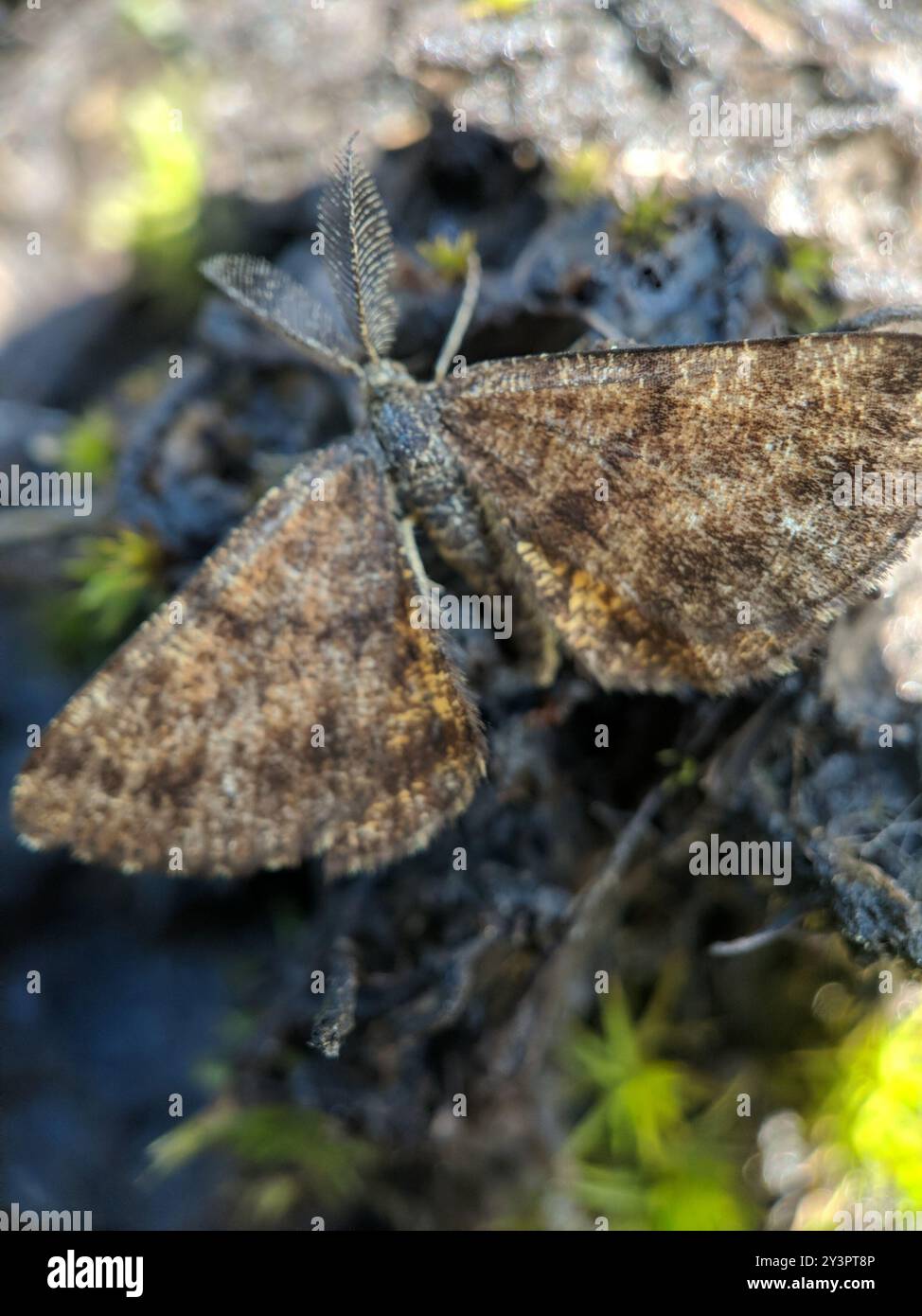 Cranberry Spanworm Moth (Ematurga amitaria) Insecta Stock Photo - Alamy