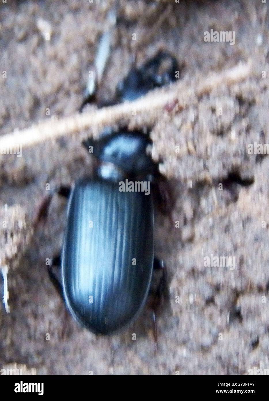 Big-headed Ground Beetle (Scarites subterraneus) Insecta Stock Photo ...