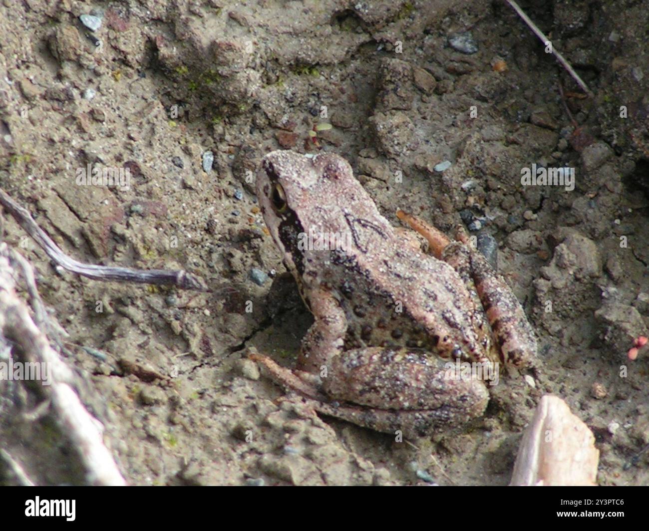 European Common Frog (Rana temporaria) Amphibia Stock Photo - Alamy