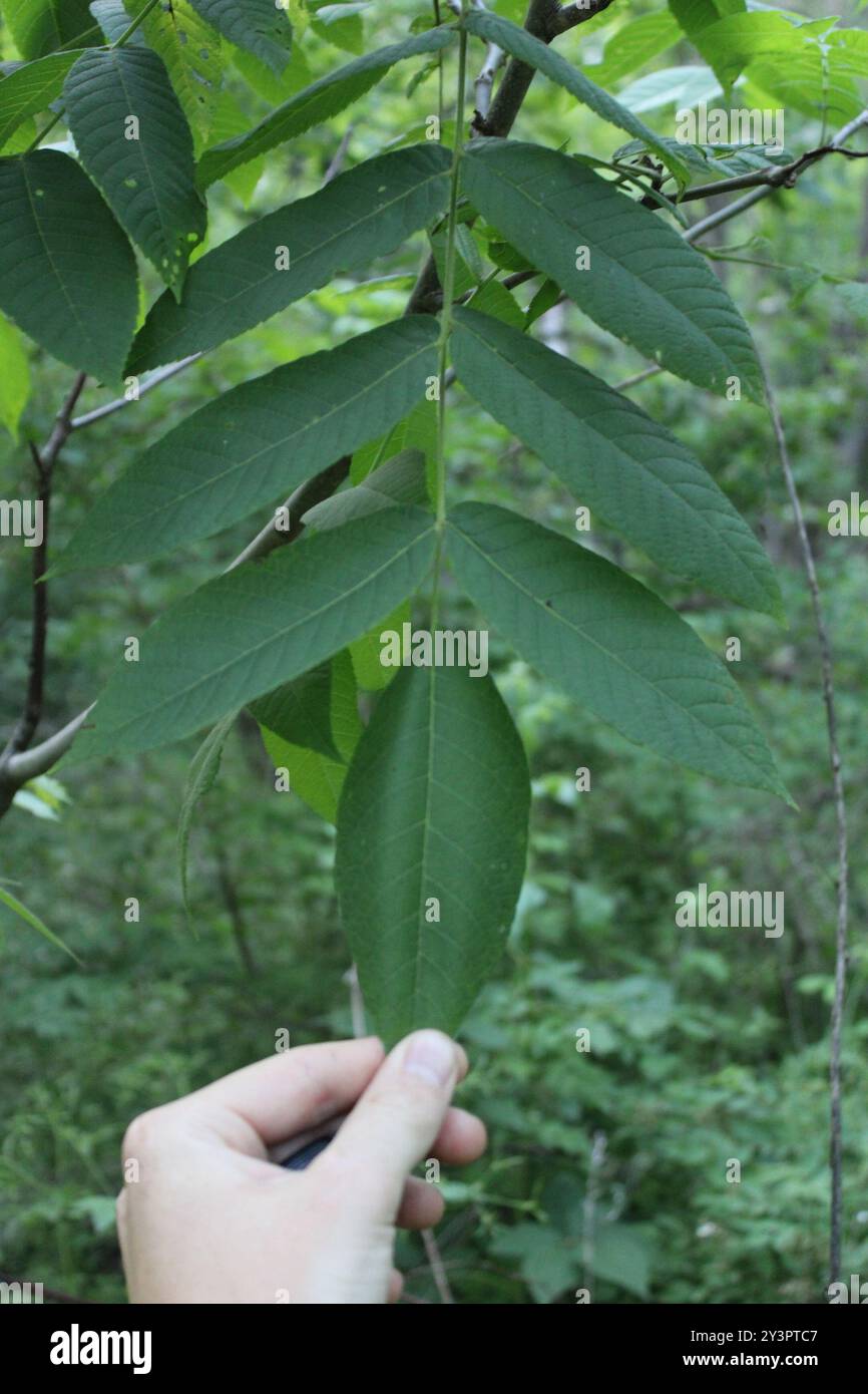 Butternut (Juglans cinerea) Plantae Stock Photo - Alamy