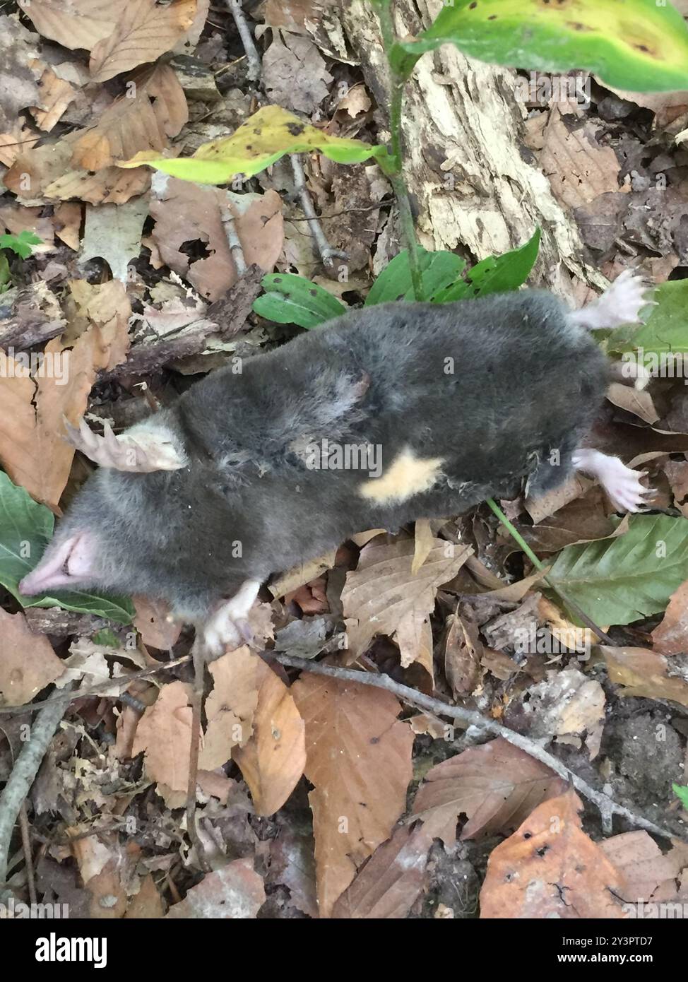 Eastern Mole (Scalopus aquaticus) Mammalia Stock Photo - Alamy