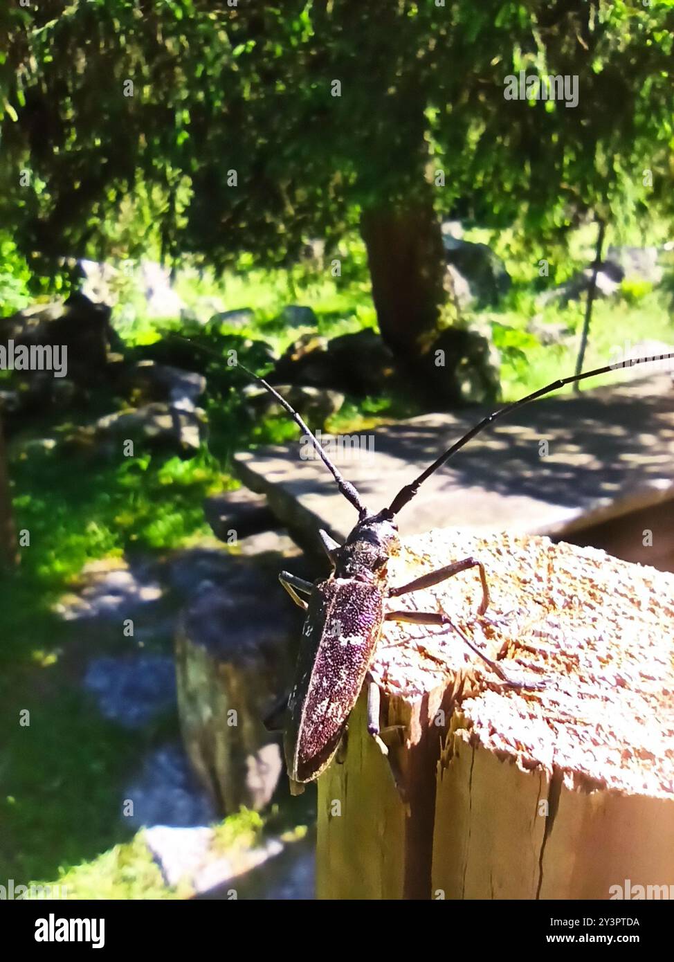 Carpenter Sawyer Beetle (Monochamus sartor) Insecta Stock Photo - Alamy