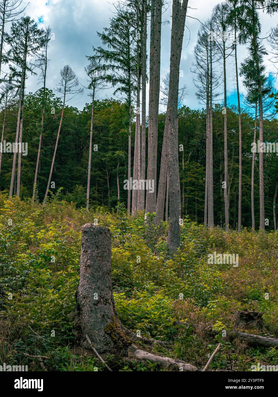 Beautiful dark old stump hi-res stock photography and images - Alamy