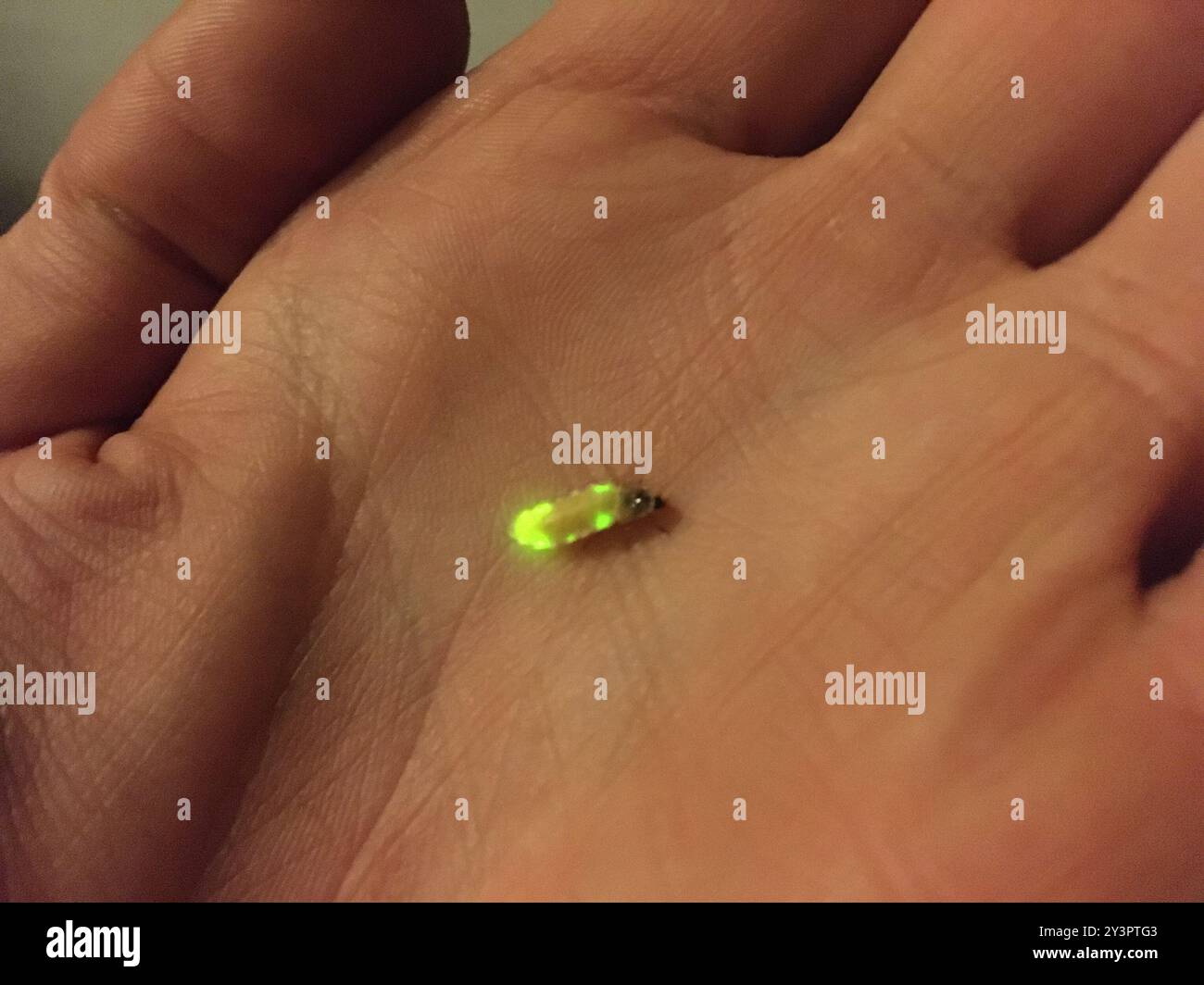 Lesser Glowworm (Lamprohiza splendidula) Insecta Stock Photo - Alamy