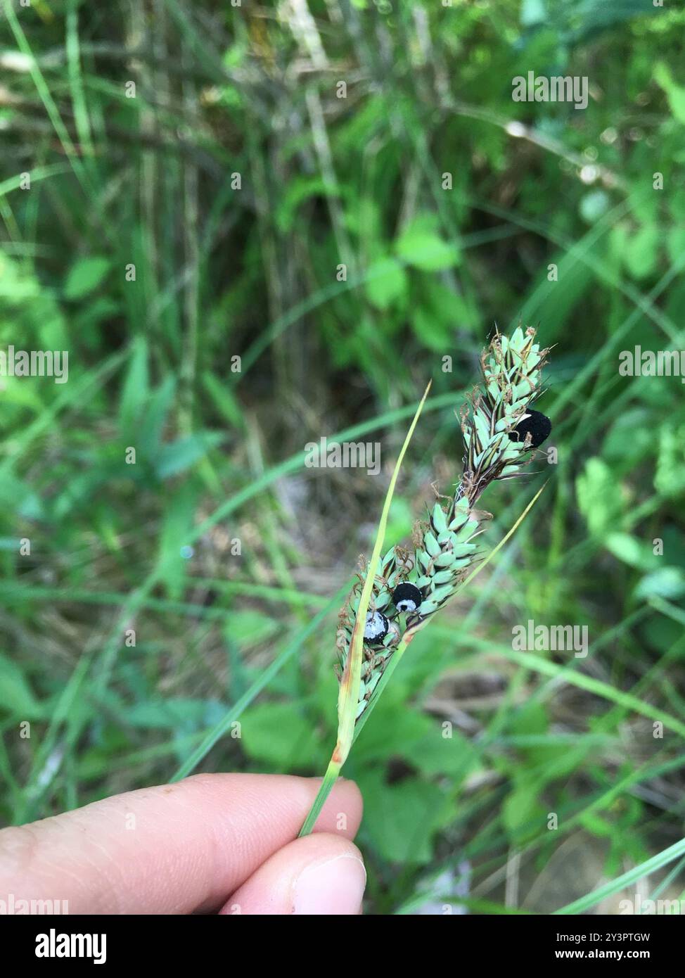 Stink Bugs, Shield Bugs, and Allies (Pentatomoidea) Insecta Stock Photo ...