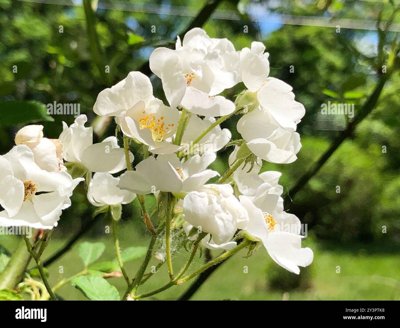 multiflora rose (Rosa multiflora) Plantae Stock Photo - Alamy