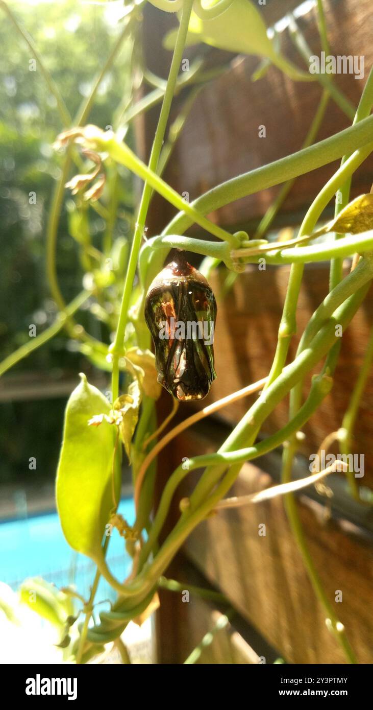 Common Australian Crow (Euploea core corinna) Insecta Stock Photo - Alamy