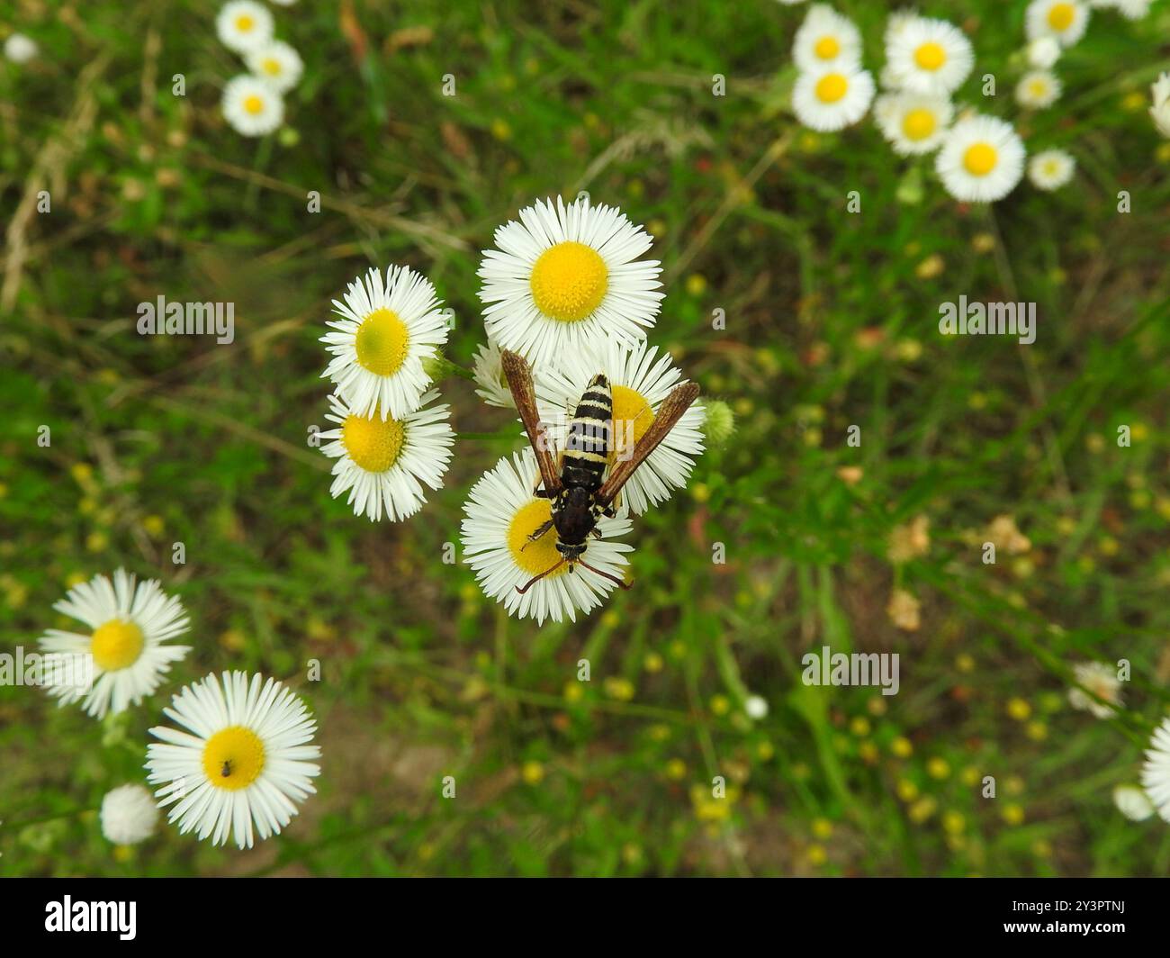Dusky Clearwing Moth (Paranthrene tabaniformis) Insecta Stock Photo - Alamy