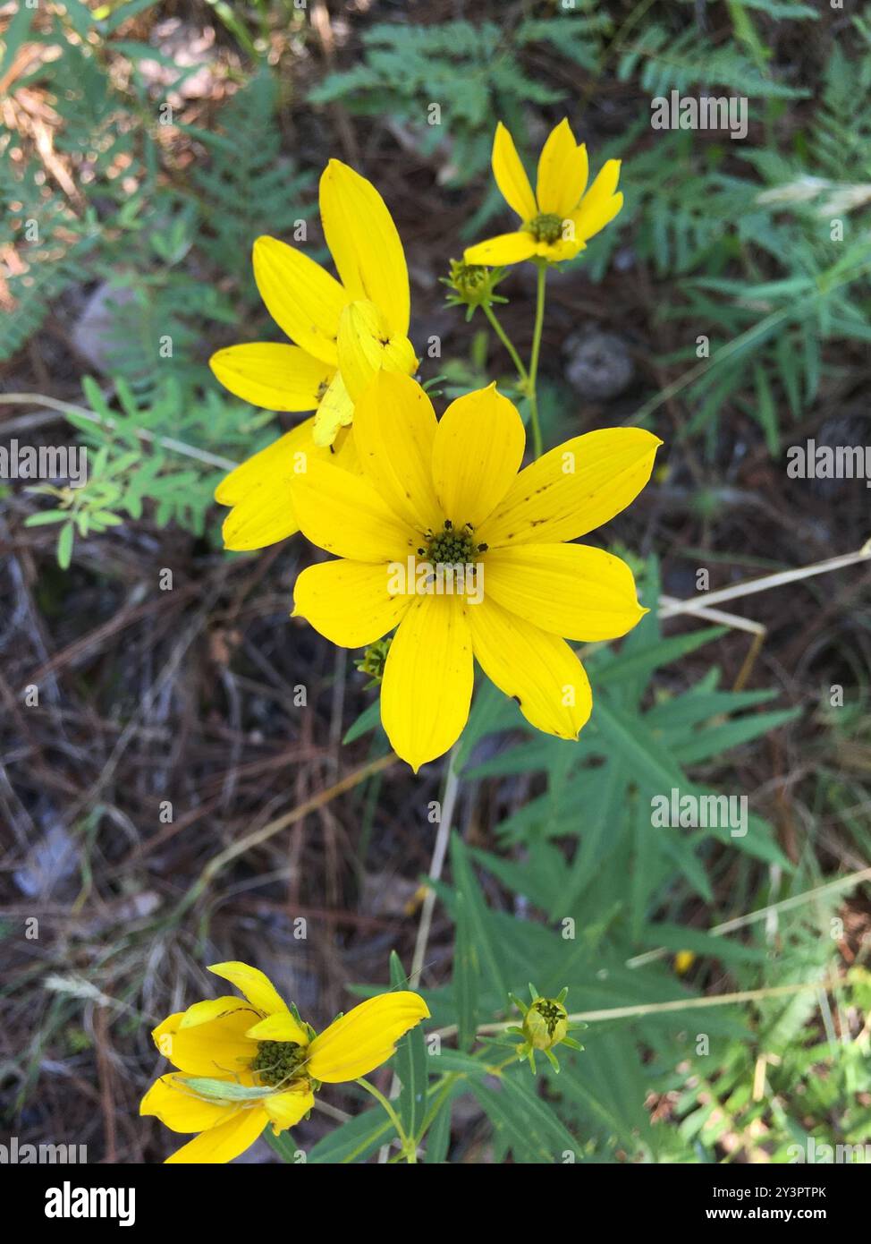 Greater Tickseed (Coreopsis major) Plantae Stock Photo - Alamy