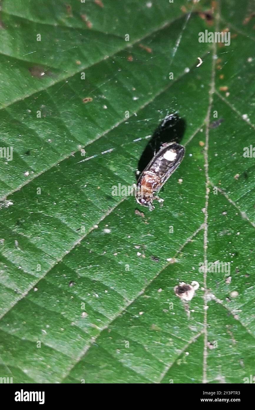 Lesser Glowworm (Lamprohiza splendidula) Insecta Stock Photo - Alamy