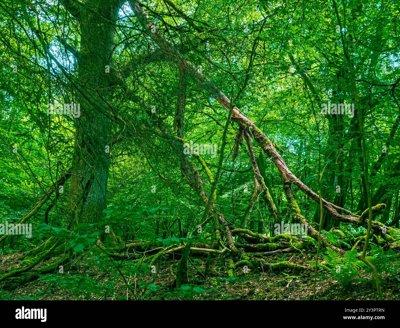 The inside of a forest with lots of greenery and moss on the branches ...