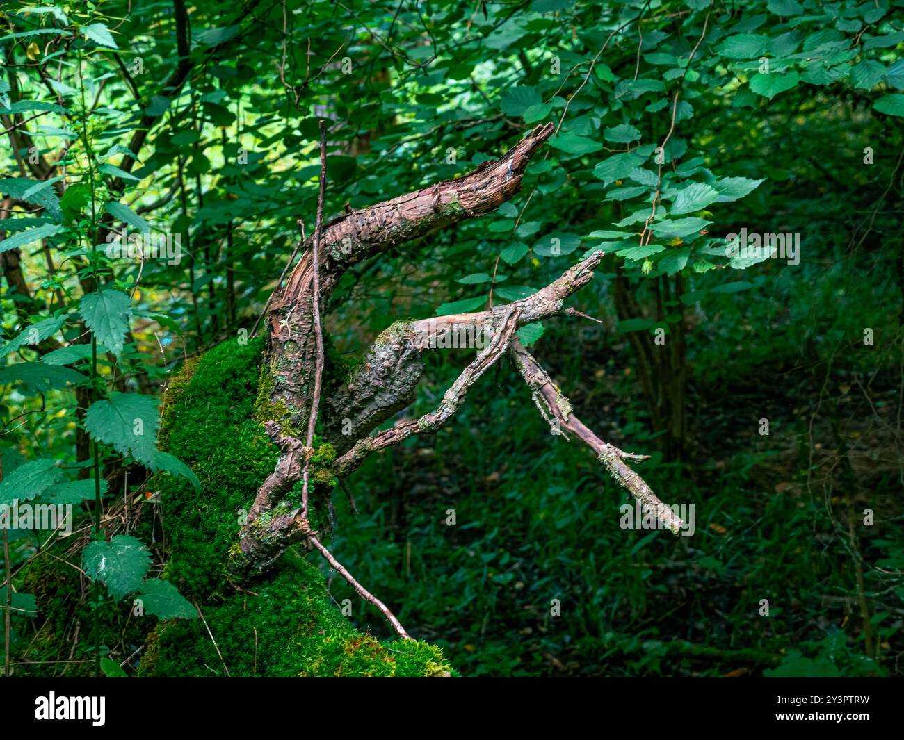 The inside of a forest with lots of greenery and moss on the branches ...