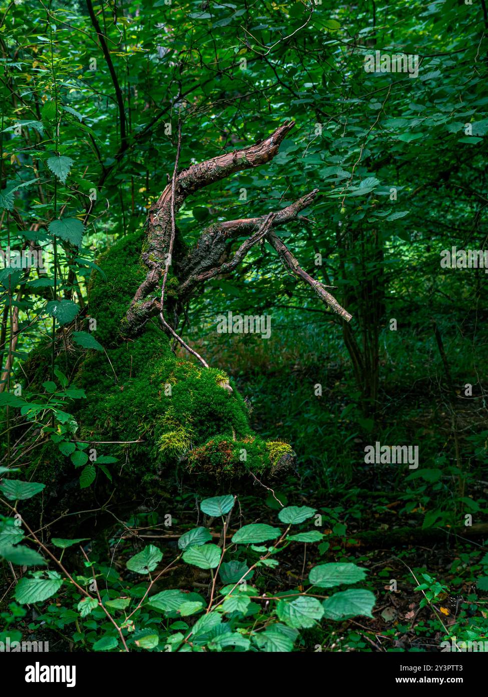 The inside of a forest with lots of greenery and moss on the branches ...