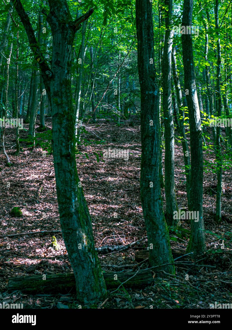 The inside of a forest with lots of greenery and moss on the branches ...
