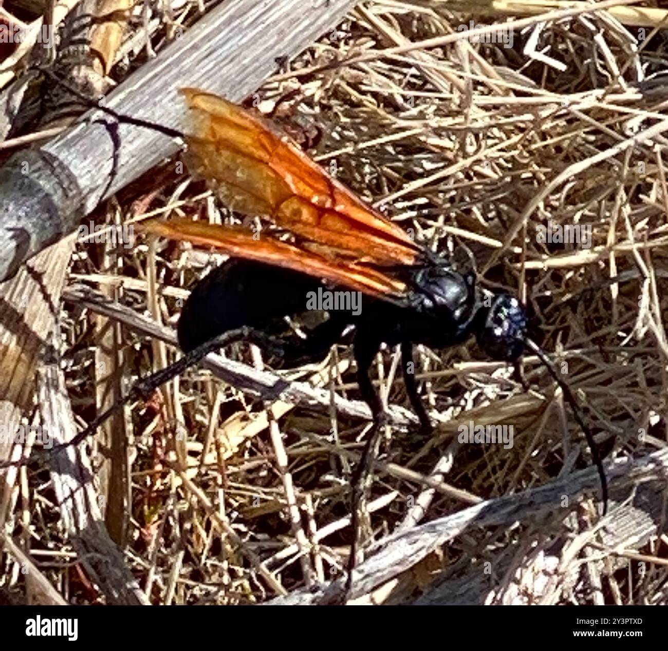 New World Tarantula-hawk Wasps (Pepsis) Insecta Stock Photo - Alamy