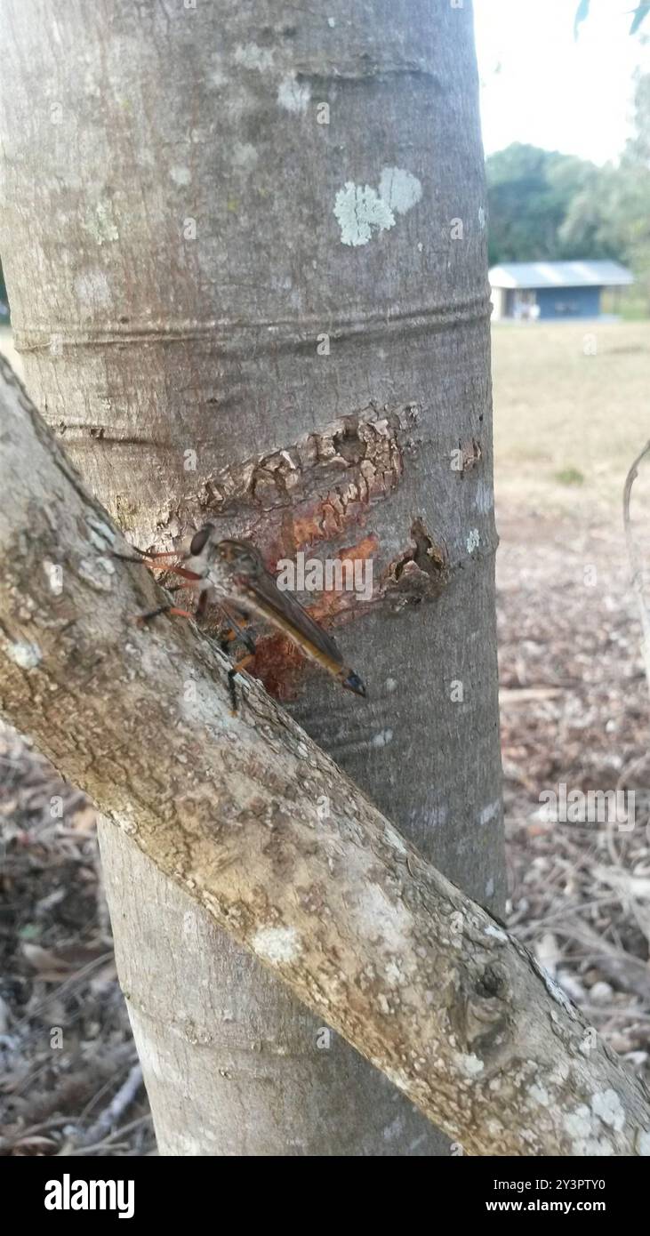 (Dolopus simulans) Insecta Stock Photo - Alamy