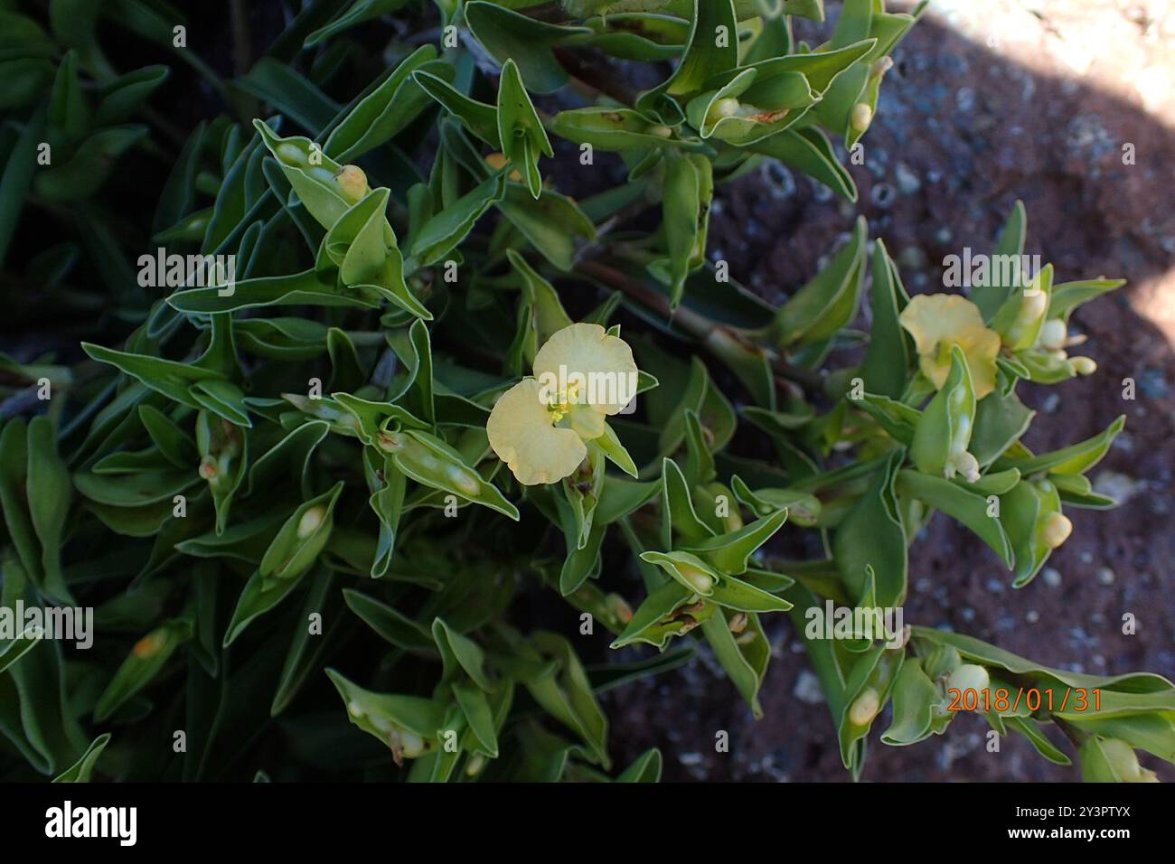 African Yellow Dayflower (Commelina africana) Plantae Stock Photo - Alamy