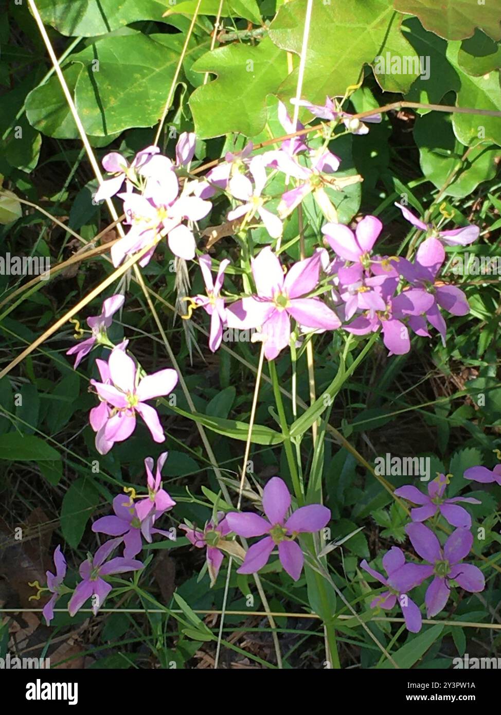 narrowleaf rose-pink (Sabatia brachiata) Plantae Stock Photo - Alamy