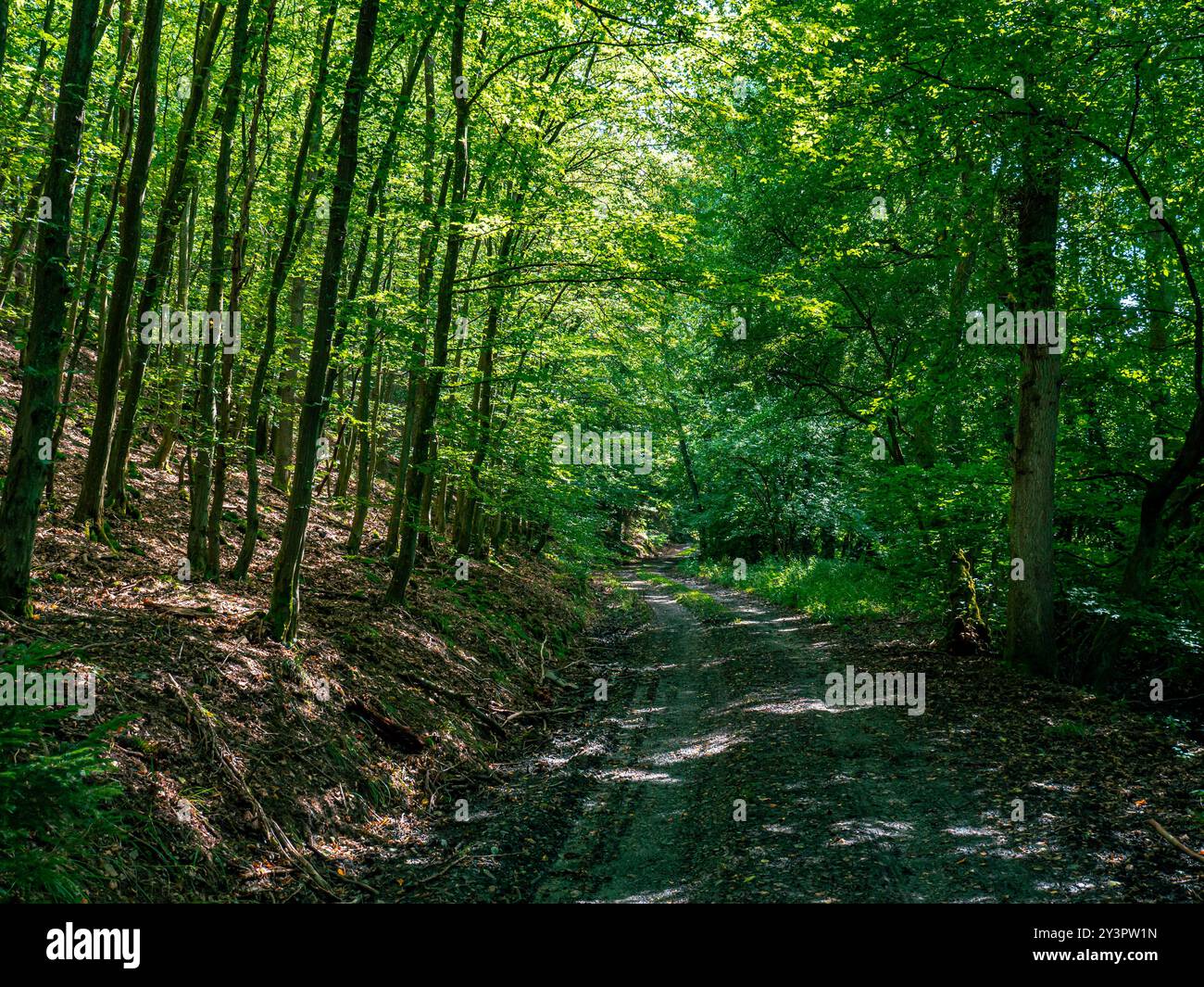 The inside of a forest with lots of greenery and moss on the branches ...