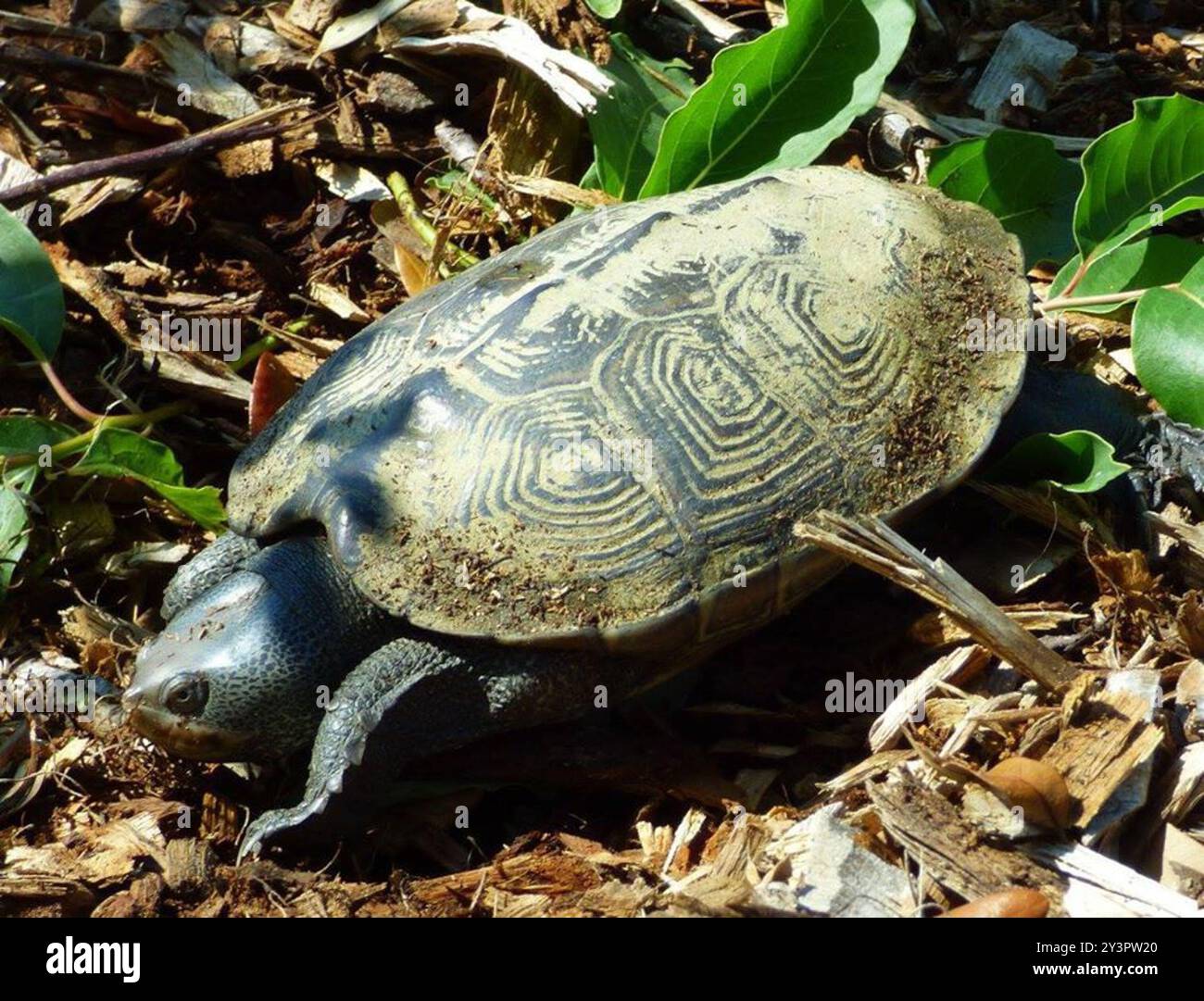 Diamondback Terrapin (Malaclemys terrapin) Reptilia Stock Photo - Alamy