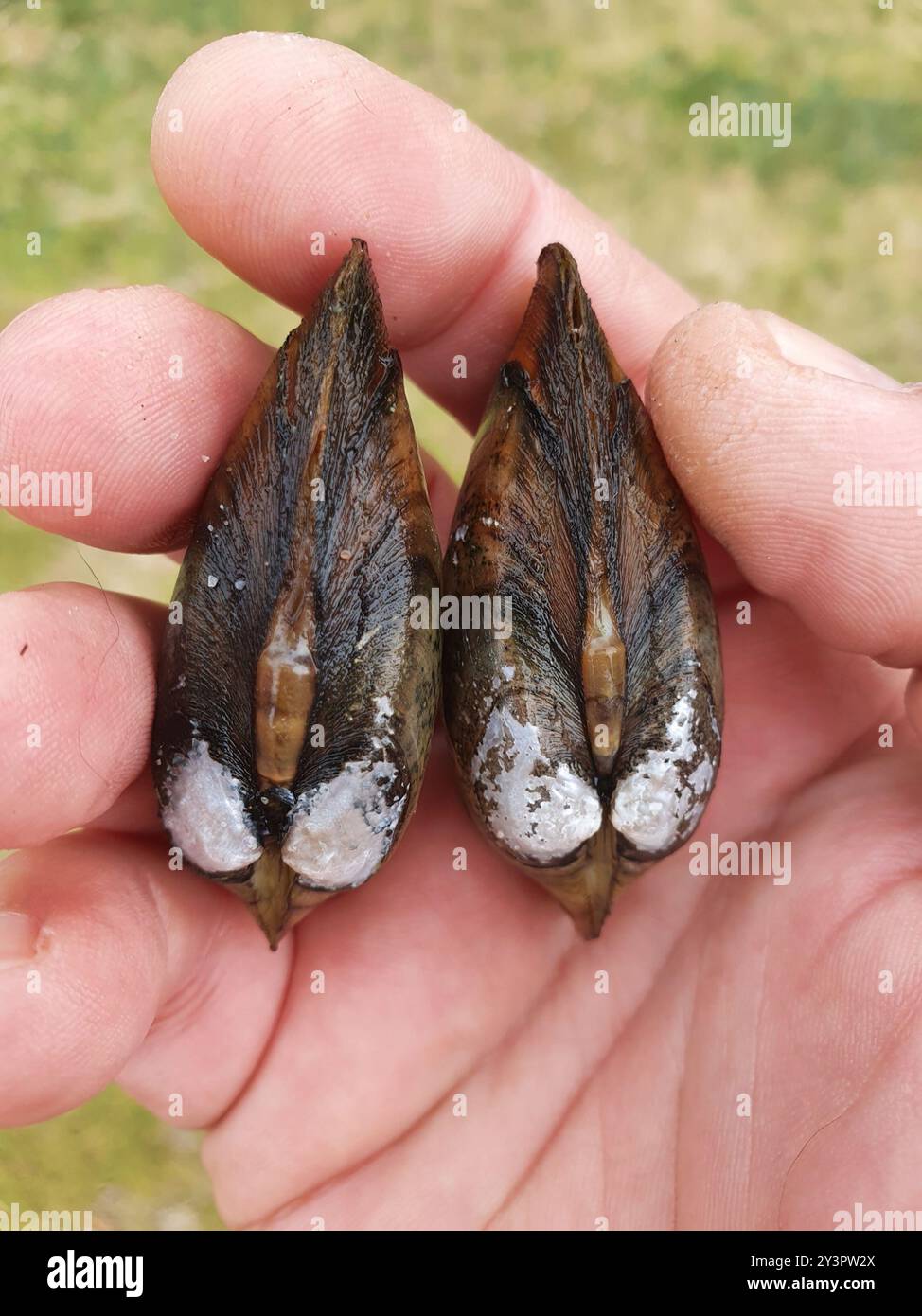Swollen River-mussel (Unio tumidus) Mollusca Stock Photo - Alamy
