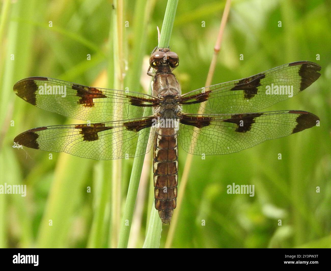 Common Whitetail (Plathemis lydia) Insecta Stock Photo - Alamy