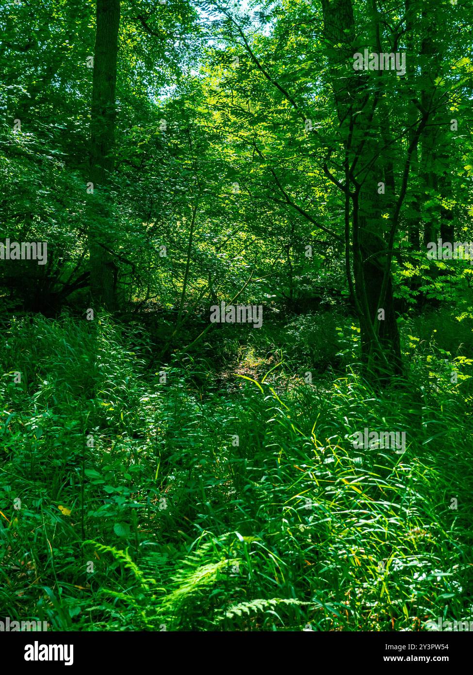 The inside of a forest with lots of greenery and moss on the branches ...