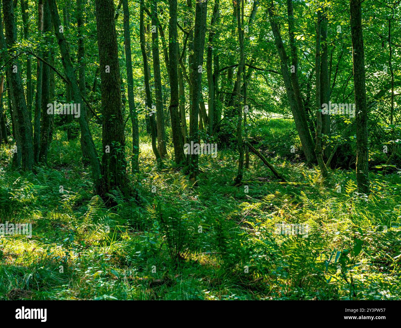 The inside of a forest with lots of greenery and moss on the branches ...