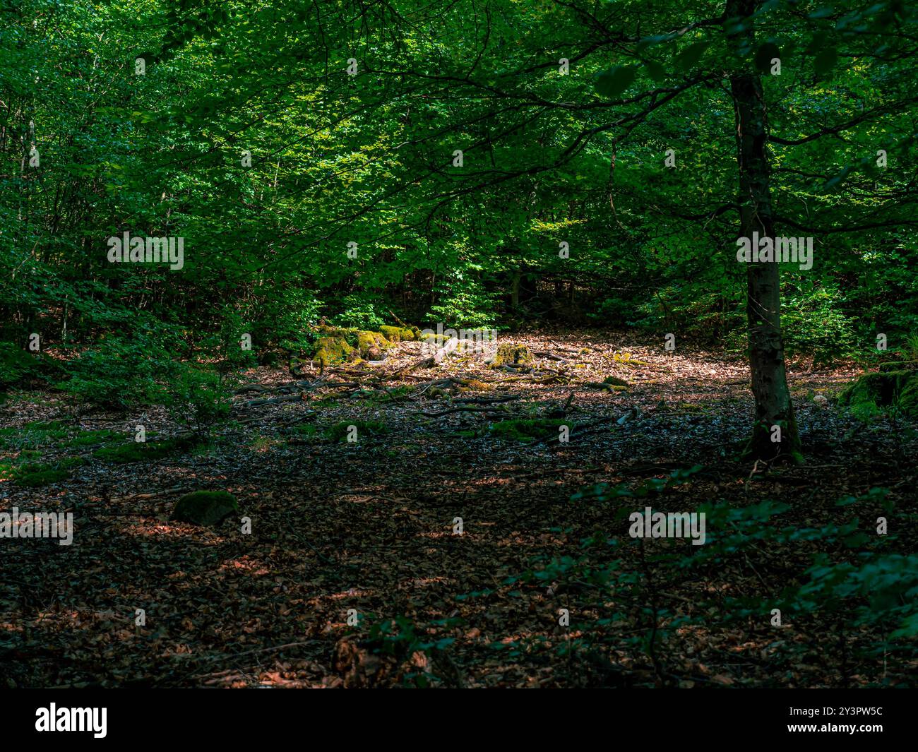The interior of a forest with lots of greenery and moss on the branches ...