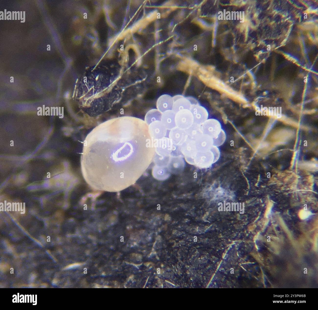 Mesostigs (Mesostigmata) Arachnida Stock Photo - Alamy