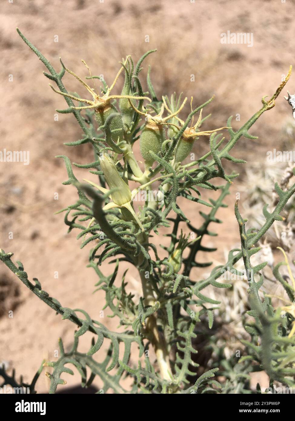(Mentzelia humilis humilis) Plantae Stock Photo - Alamy