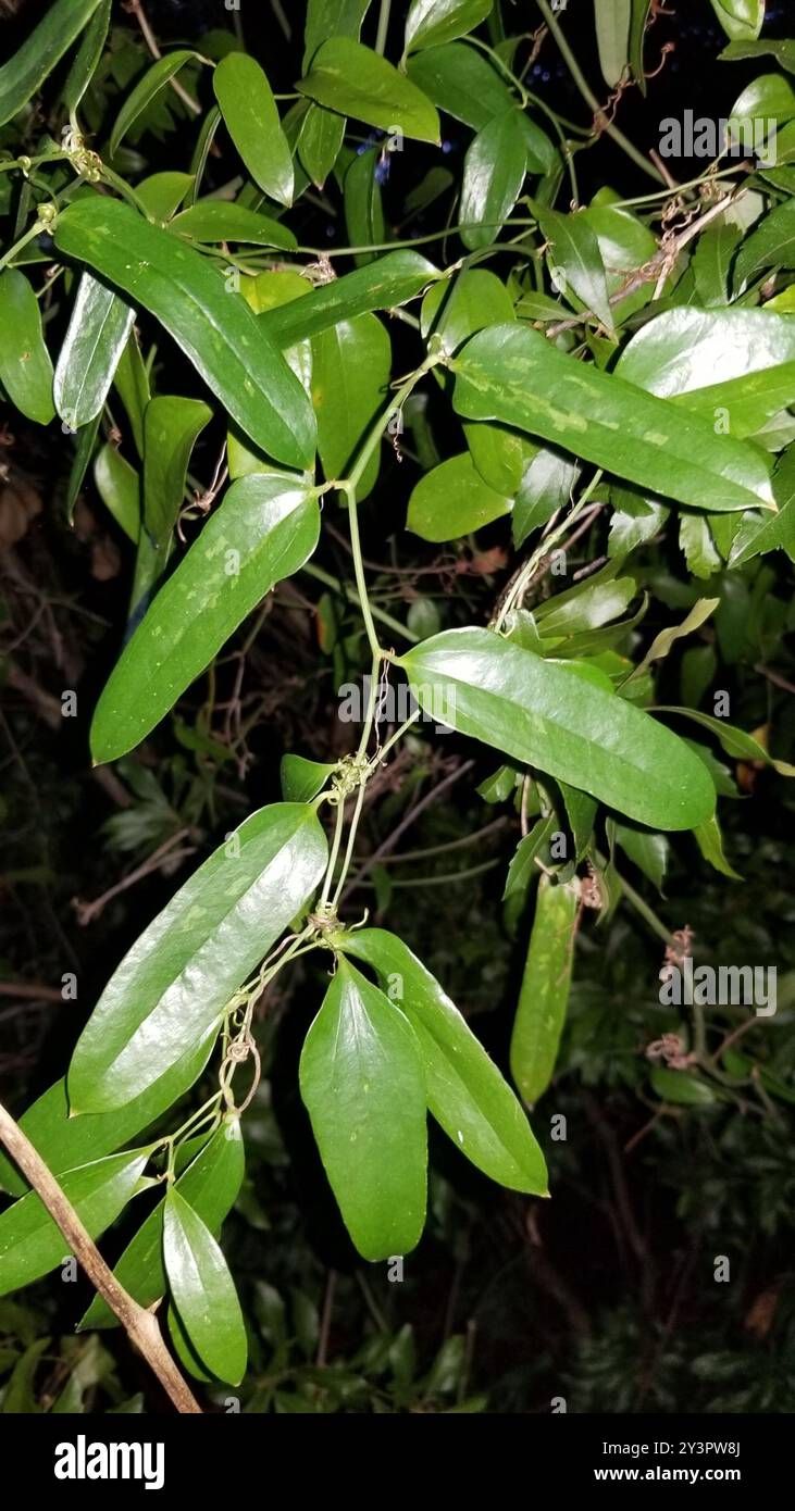 laurel-leaf greenbrier (Smilax laurifolia) Plantae Stock Photo - Alamy