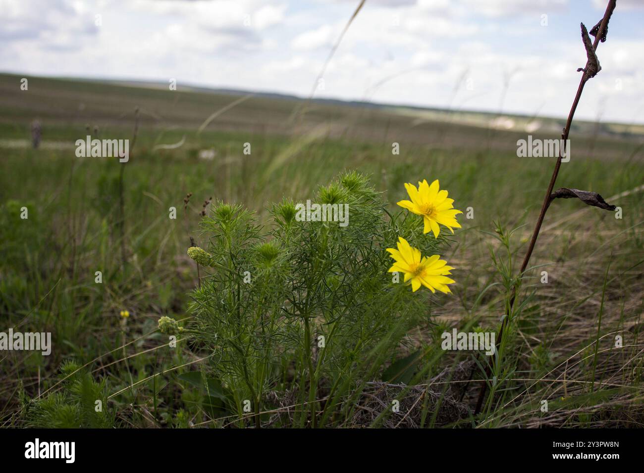 Spring Adonis (Adonis vernalis) Plantae Stock Photo - Alamy