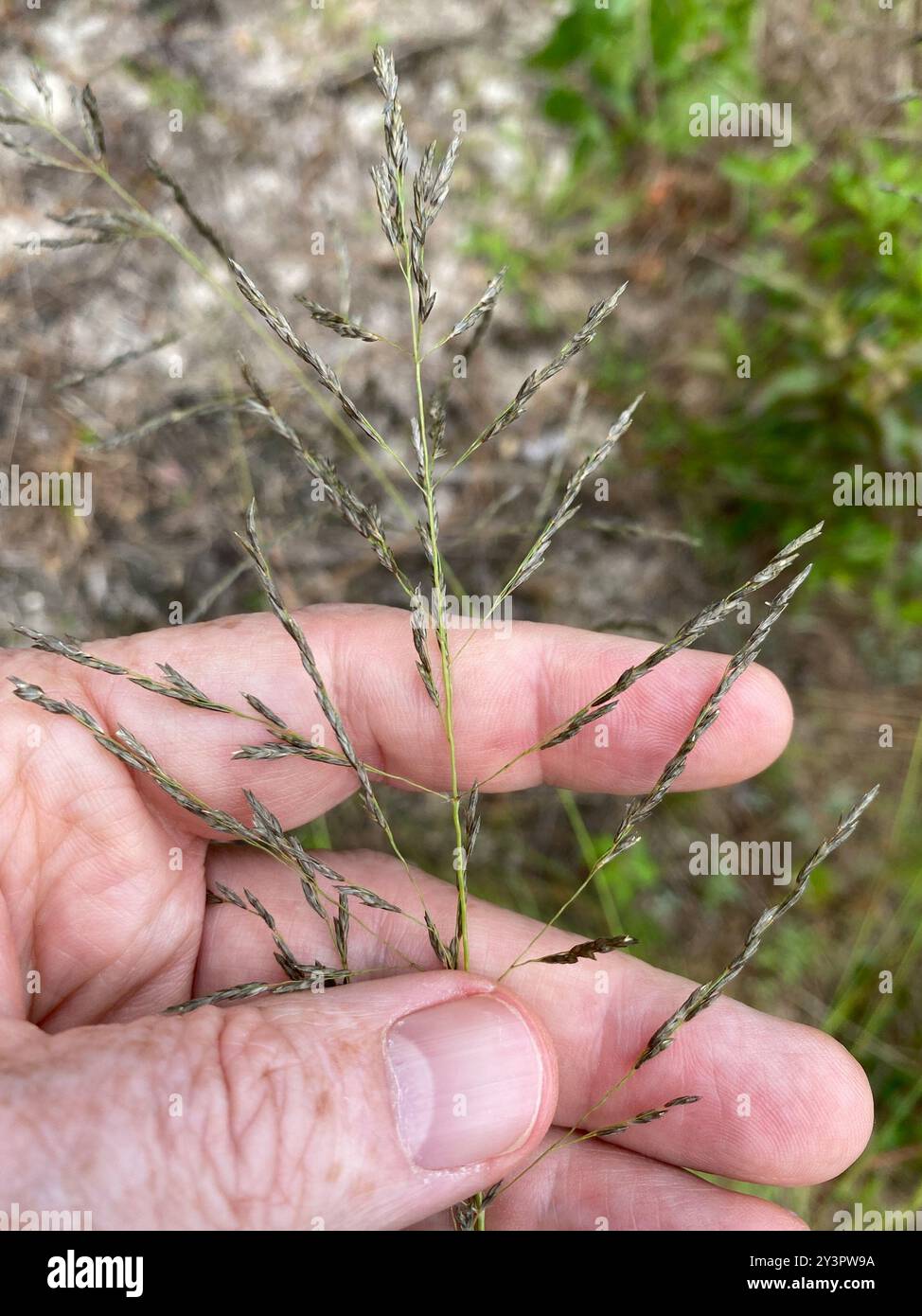 African love grass (Eragrostis curvula) Plantae Stock Photo - Alamy