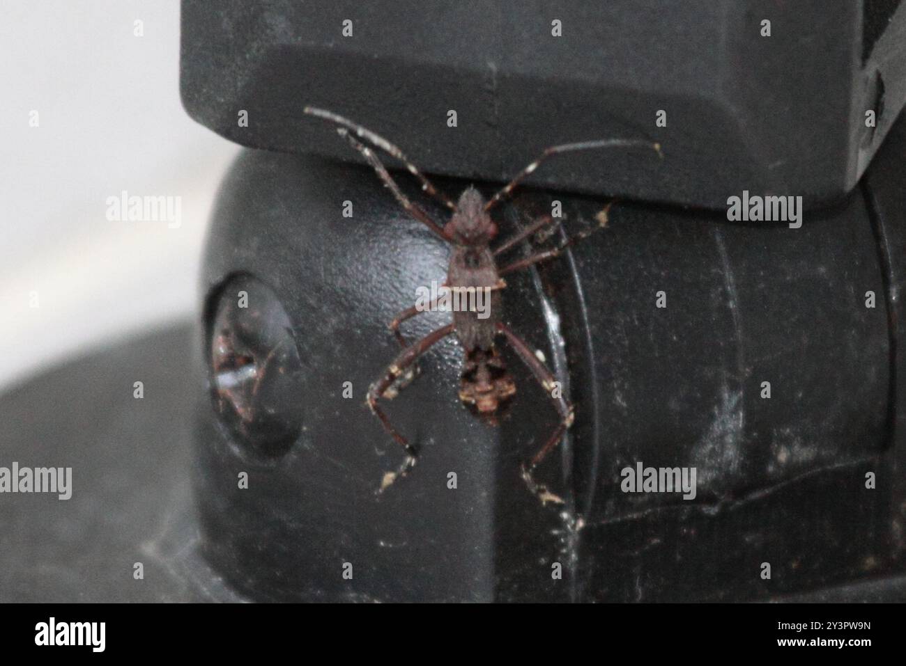 brown bean bug (Riptortus serripes) Insecta Stock Photo - Alamy