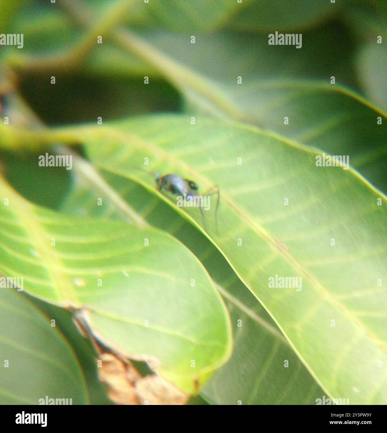 Blue-eyed Ensign Wasp (Evania appendigaster) Insecta Stock Photo - Alamy