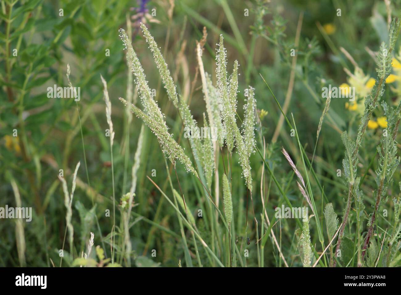 Purple-stem Cat's-tail (Phleum phleoides) Plantae Stock Photo - Alamy