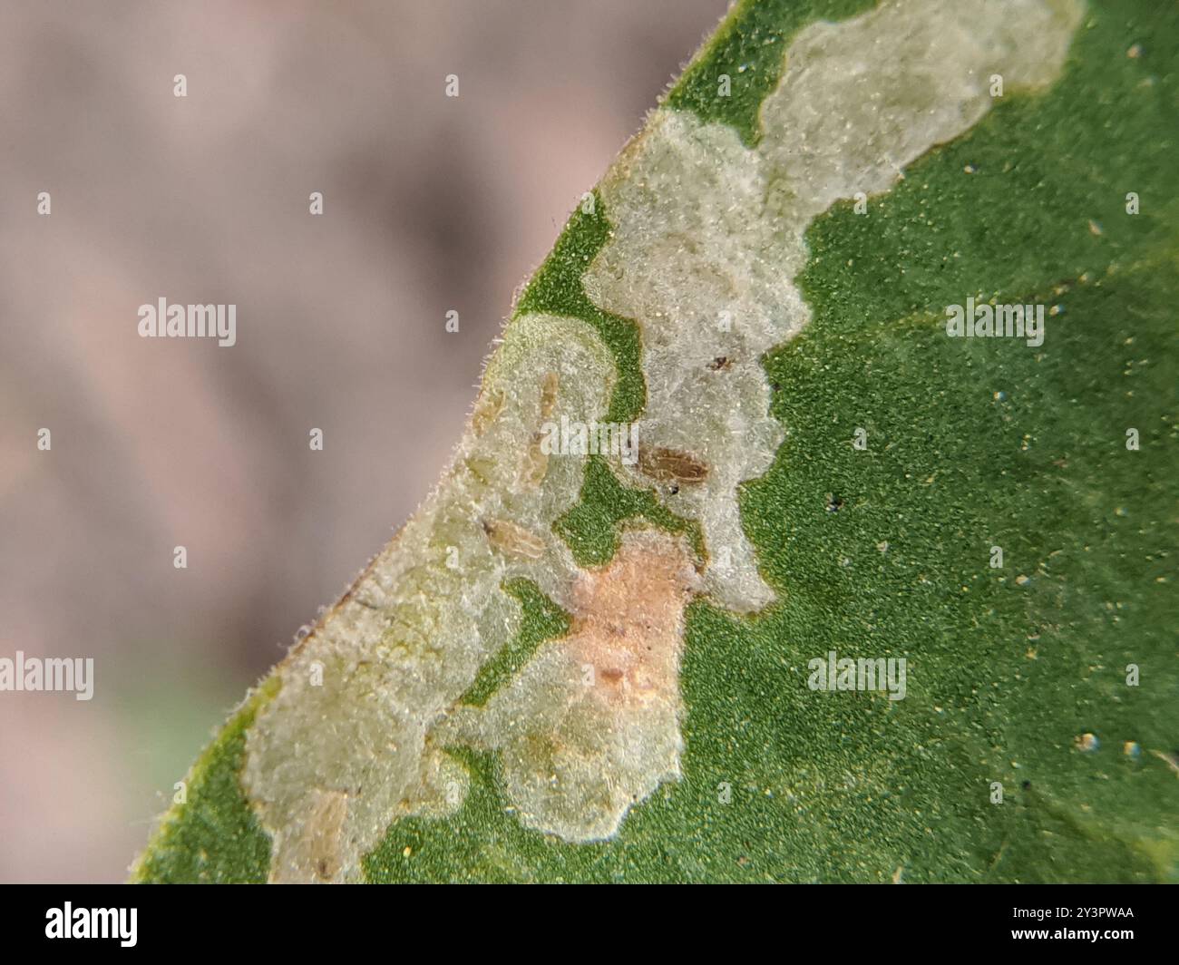 Spinach Leafminer (Pegomya hyoscyami) Insecta Stock Photo - Alamy