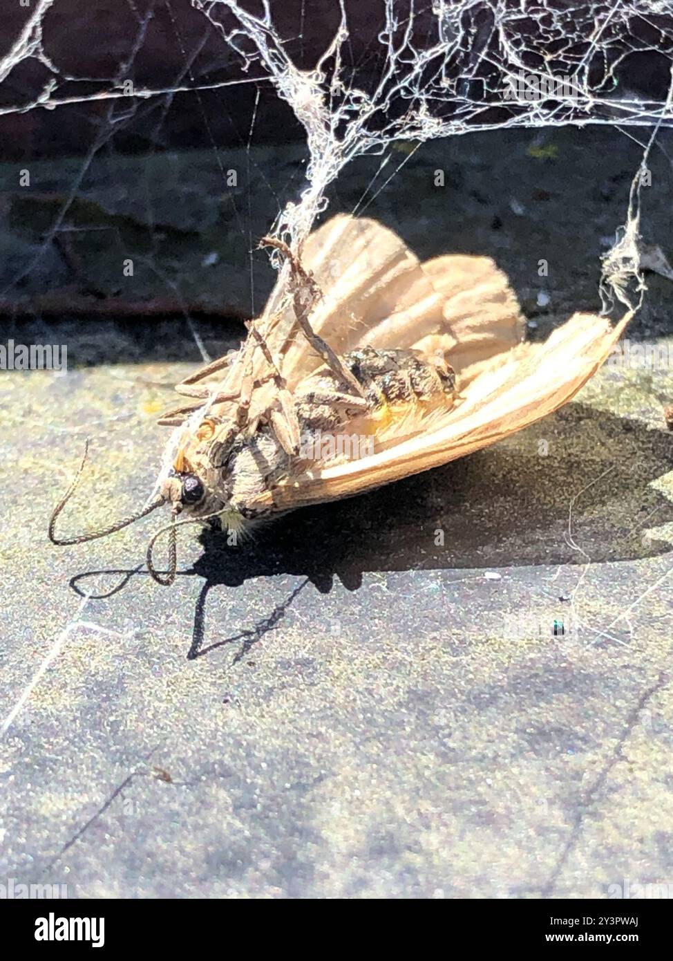 California Oak Moth (Phryganidia californica) Insecta Stock Photo - Alamy