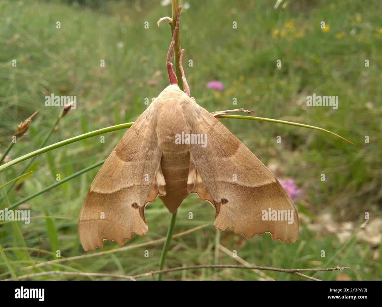 Oak Hawkmoth (Marumba quercus) Insecta Stock Photo - Alamy
